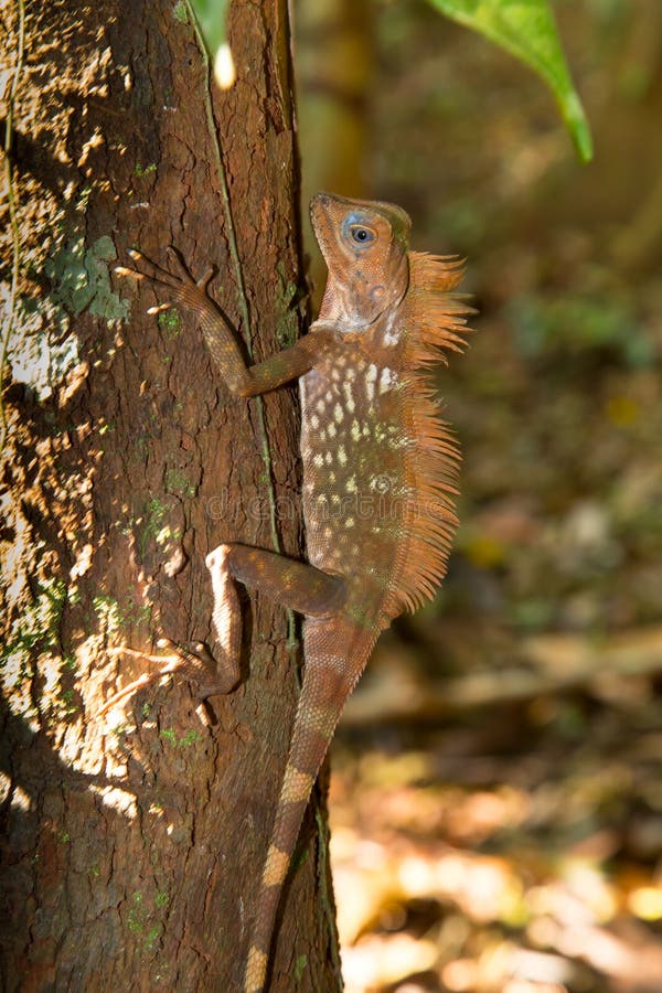 Beautiful tree lizard. stock image. Image of environment - 45936821