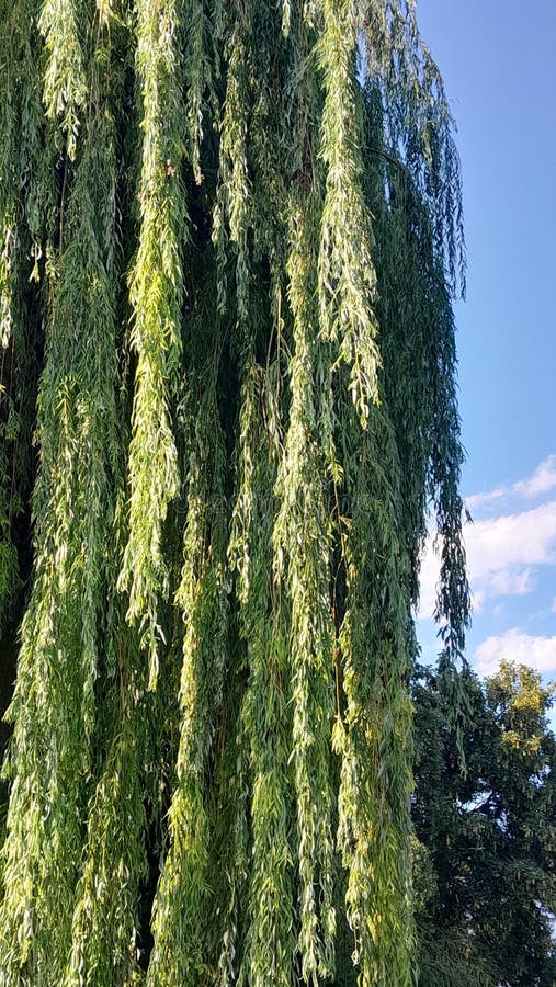 Beautiful Tree with Long Branches this is a Willow Stock Image - Image ...