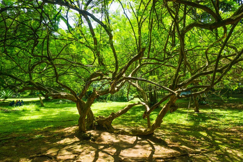 A Beautiful Tree with Long and Tiny Branches Photo Taken in Kebun Raya ...