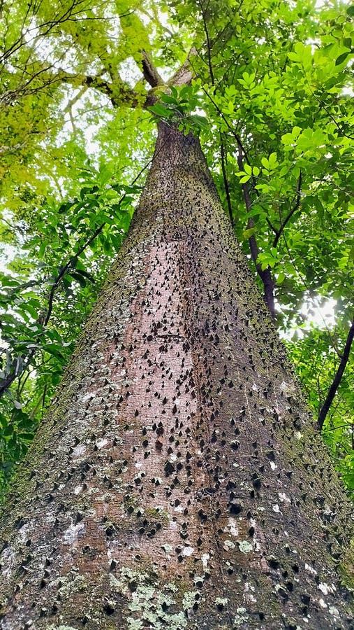 Beautiful Tree with a Long Trunk Full of Thorns Stock Image - Image of ...