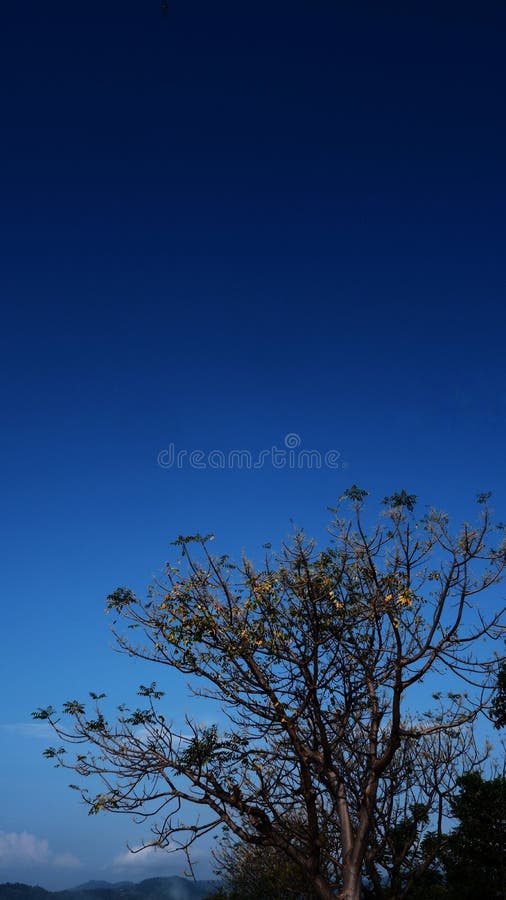 Beautiful Tree with Many Branches on a Blue Sky Springtime Day Stock ...