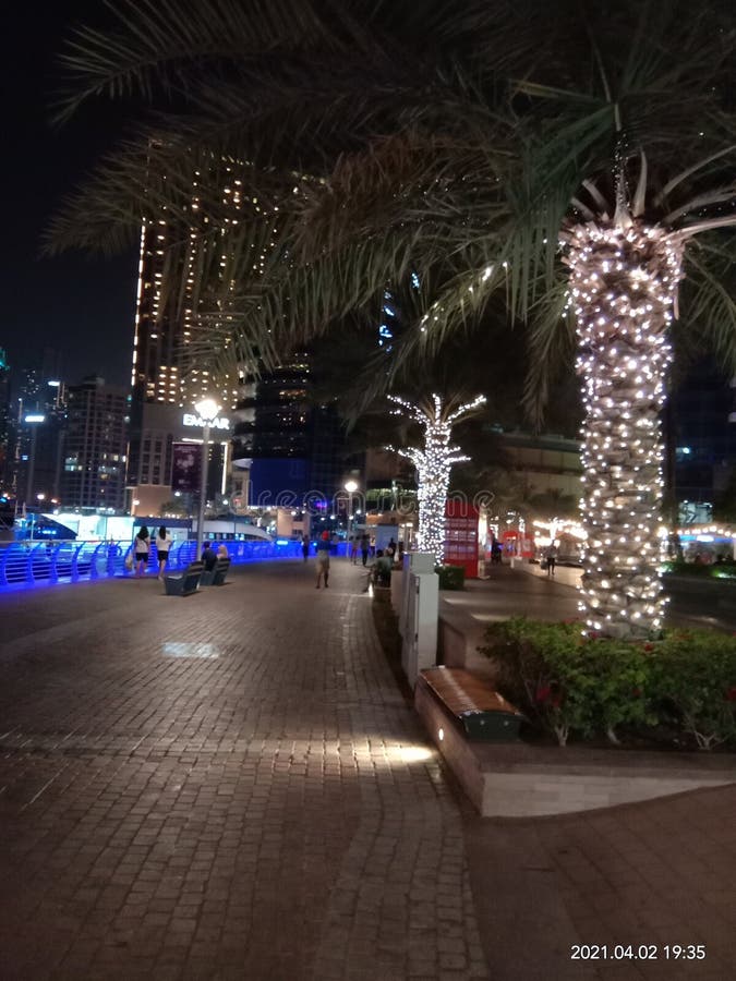 Beautiful Tree in Marina Dubai Uae Editorial Photo - Image of city ...
