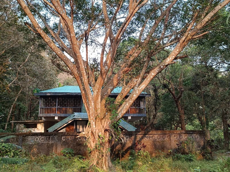 Beautiful Tree with Multiple Branches in Front of a Forest Cottage ...