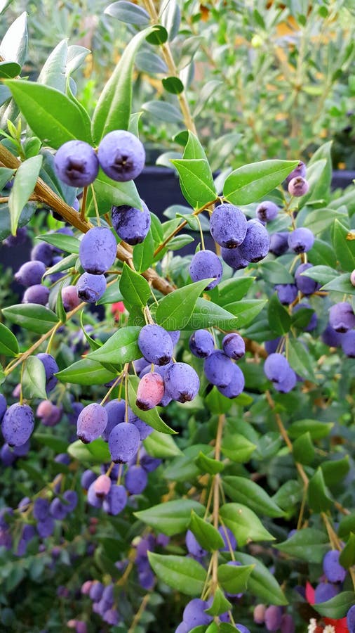 Beautiful Tree of Myrtle Fruit Stock Photo - Image of flower, grapes ...