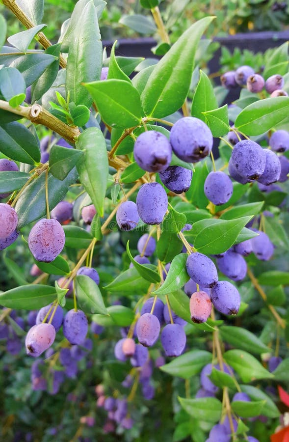 Beautiful Tree of Myrtle Fruit Stock Photo - Image of blue, blueberry ...