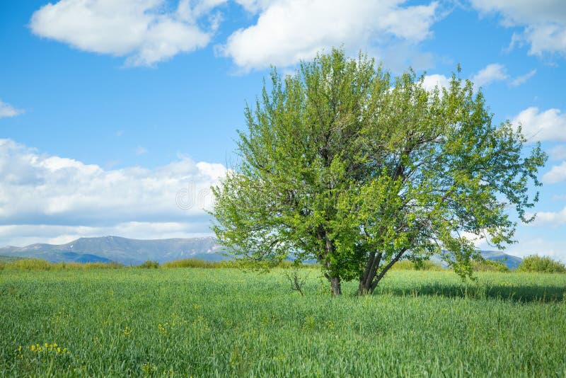 Beautiful Tree in the Nature. Spring Time Stock Photo - Image of color ...