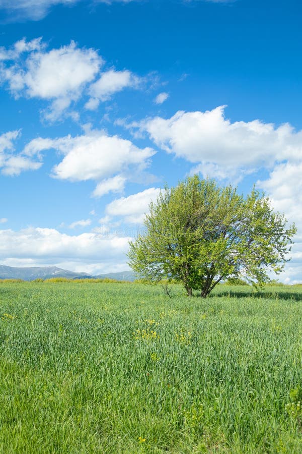 Beautiful Tree in the Nature. Spring Time Stock Image - Image of ...