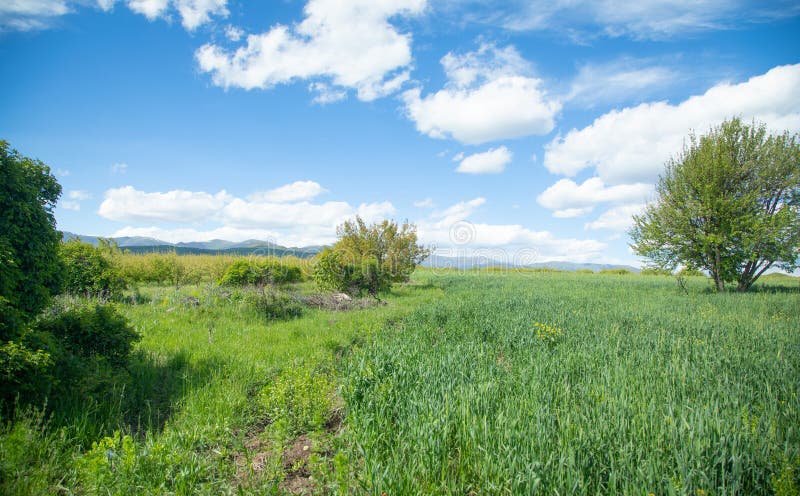 Beautiful Tree in the Nature. Spring Time Stock Photo - Image of ...
