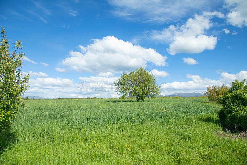 Beautiful Tree in the Nature. Spring Time Stock Image - Image of people ...