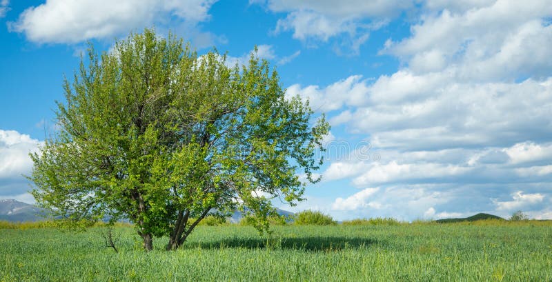 Beautiful Tree in the Nature. Spring Time Stock Photo - Image of spring ...