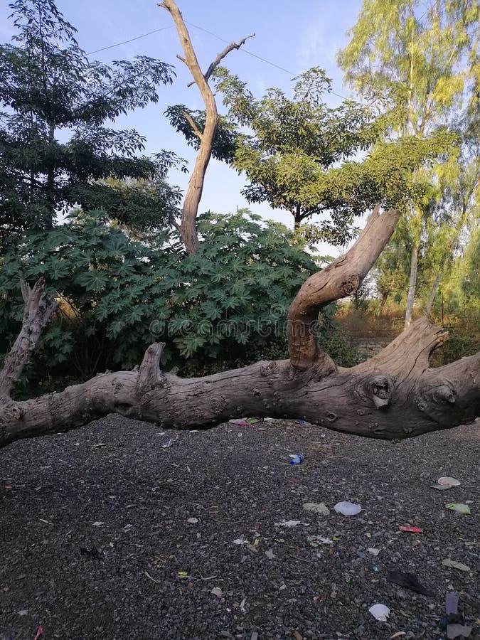 A Beautiful Tree Near the Road Stock Photo - Image of road, branch ...