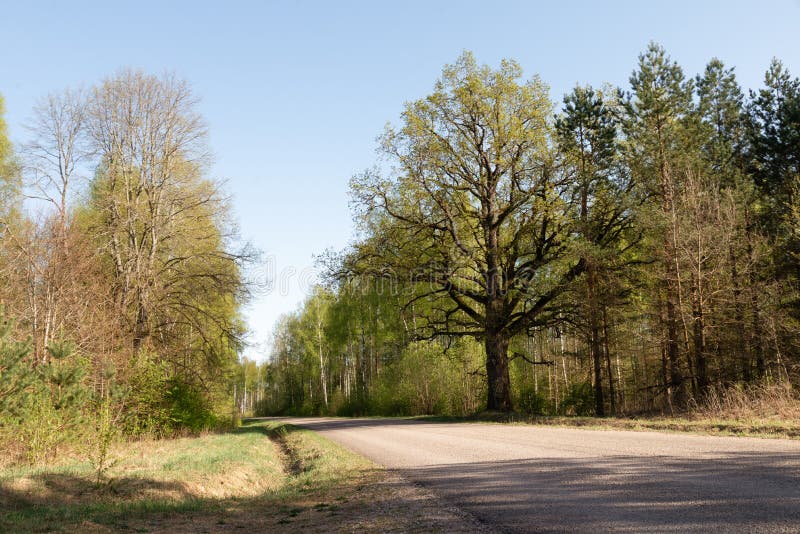 Beautiful Tree Near the Road of Asphalt Stock Photo - Image of ...