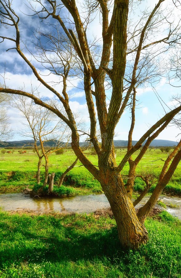 Beautiful Tree Near the Stream. Summer Sunset Stock Image - Image of ...