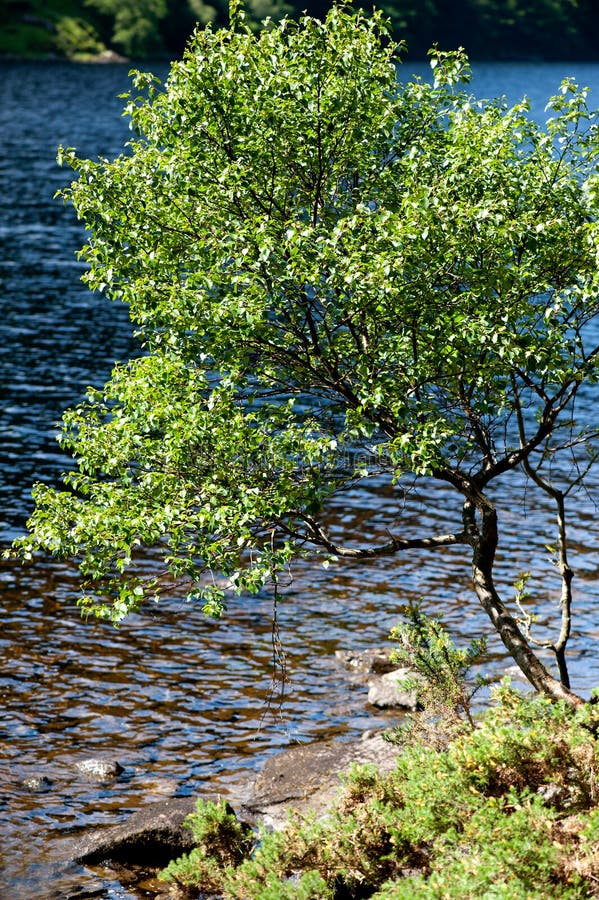 Beautiful tree near water stock photo. Image of nature - 31850070