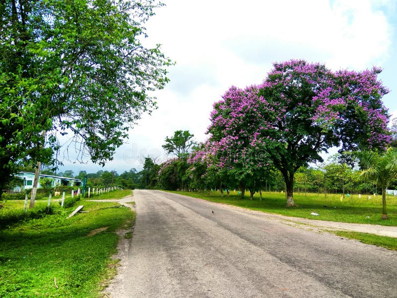 Beautiful Tree Nearby the Road. Stock Photo - Image of beautiful, tree ...