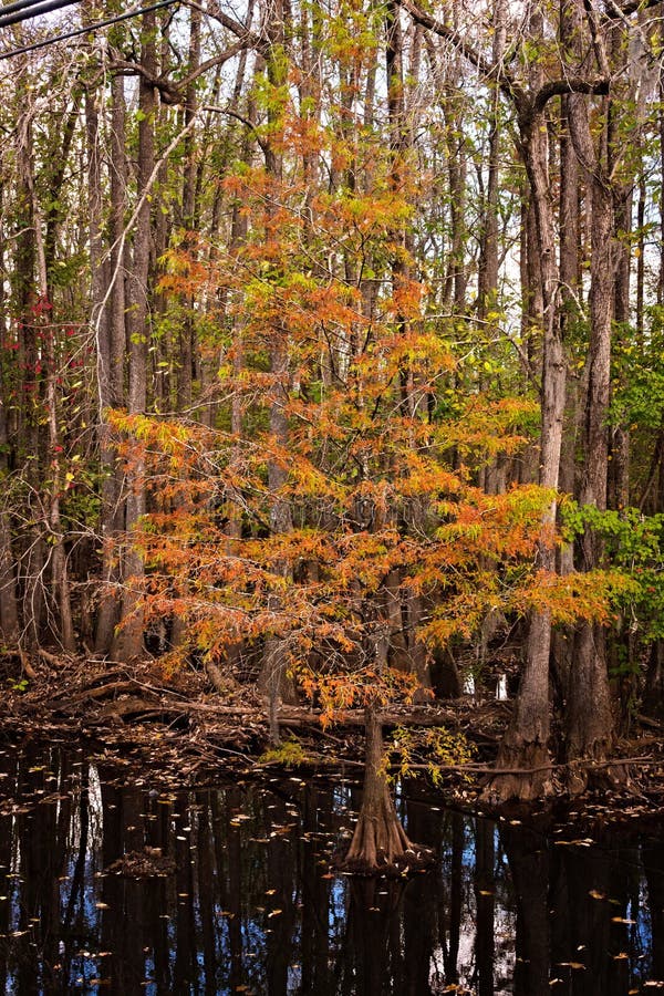 Fall Tree in Soules Swamp stock photo. Image of orange - 343508214