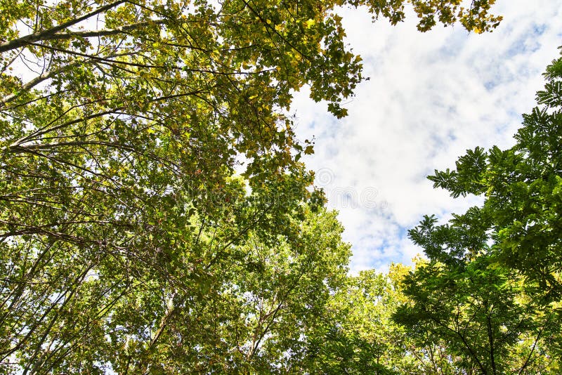 Beautiful Tree Outdoor Image Stock Image - Image of plant, spring ...