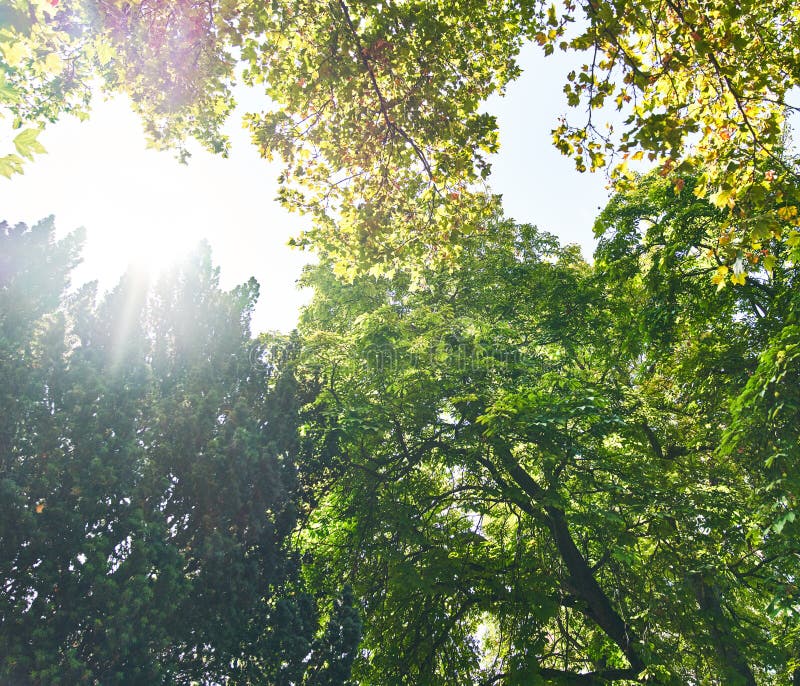 Beautiful Tree Outdoor Image Stock Photo - Image of forest, outdoor ...