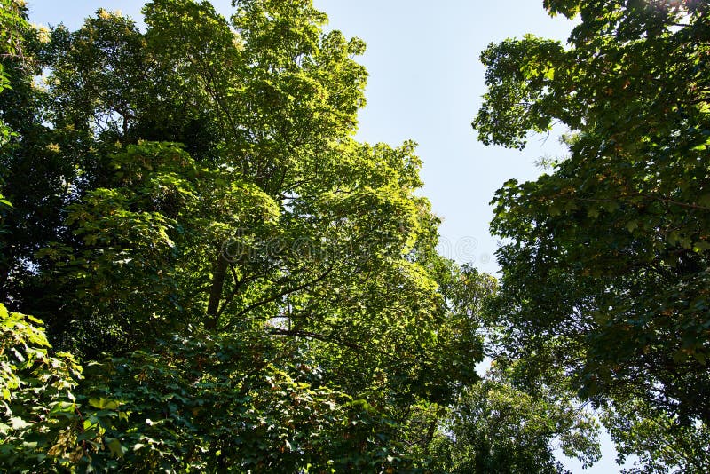 Beautiful Tree Outdoor Image Stock Photo - Image of spring, fresh ...