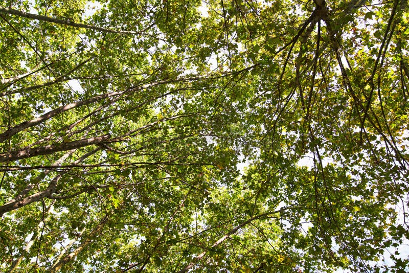 Beautiful Tree Outdoor Image Stock Image - Image of tree, forest: 252779987