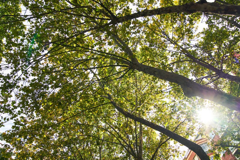 Beautiful Tree Outdoor Image Stock Image - Image of fresh, landscape ...