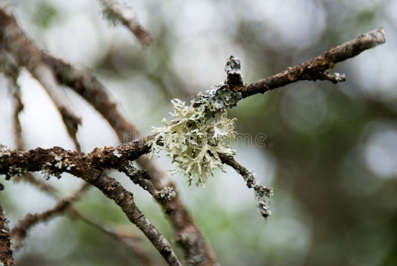 Beautiful tree parasite stock image. Image of shot, background - 184666951