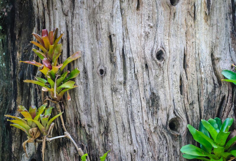 Beautiful tree pattern stock photo. Image of grungy - 195803820