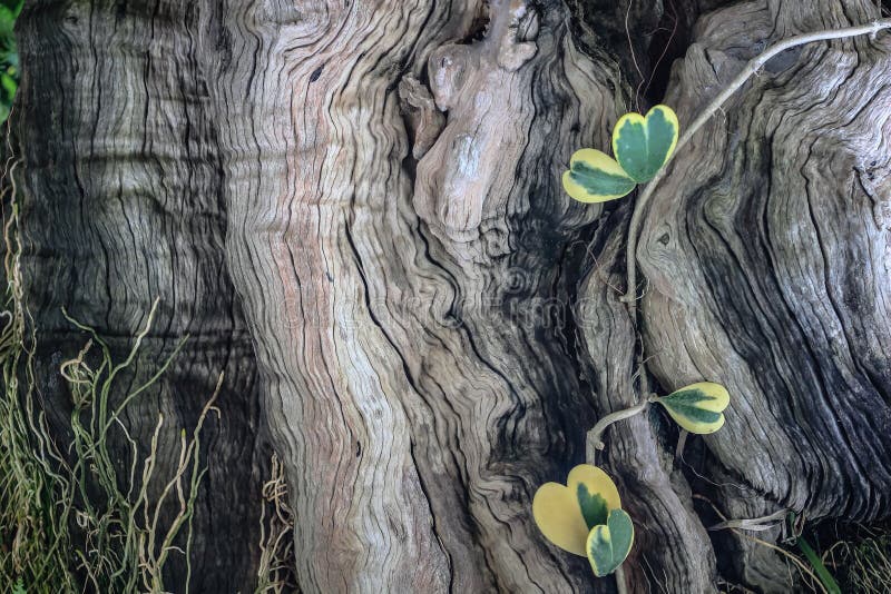 Beautiful tree pattern stock photo. Image of grungy - 195803828