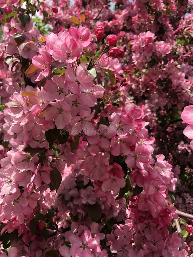 Beautiful Tree with Pink Flowers Apple Tree Stock Image - Image of ...