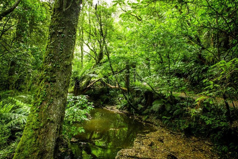 Beautiful Tree in Catlins Forest, New Zealand Stock Photo - Image of ...