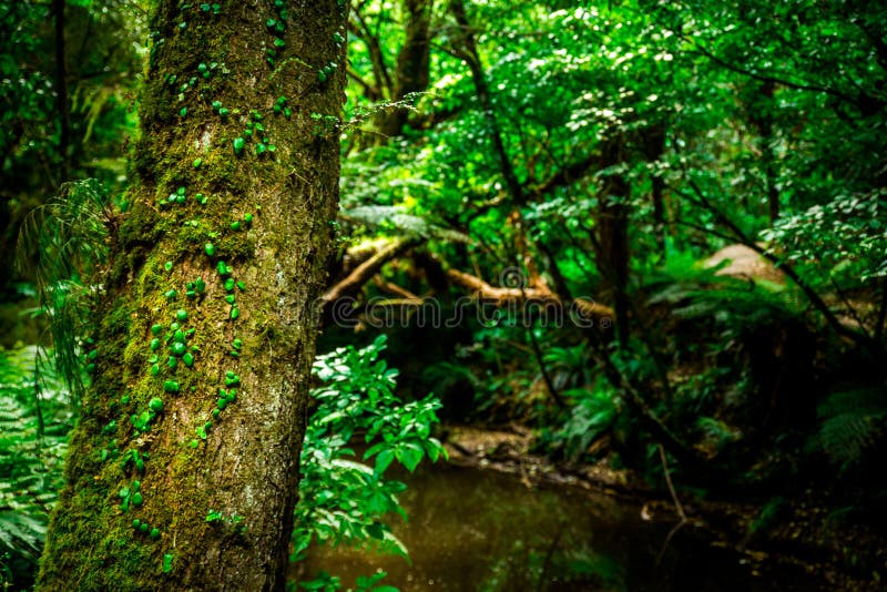 Beautiful Tree at Catlins Forest Park in New Zealand Stock Photo ...