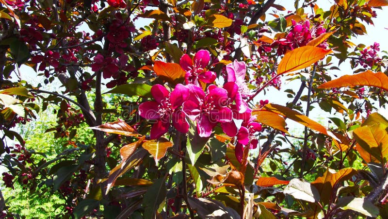 Beautiful Tree with Red Flowers. Stock Image - Image of tree, spring ...