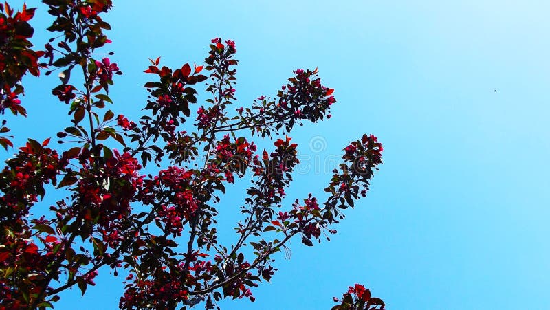 Beautiful Tree with Red Flowers. Stock Image - Image of flower ...