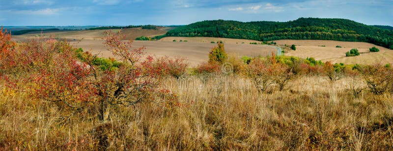 Tree with Red Fruits, Hawthorn in Focus and Blurred Background of Autumn Fields Stock Photo ...