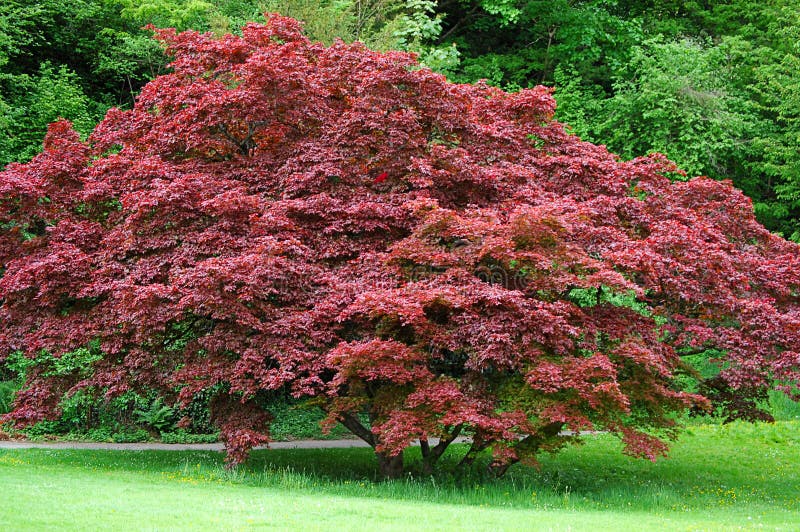 Beautiful Tree with Red Leaves Stock Image - Image of large, color ...