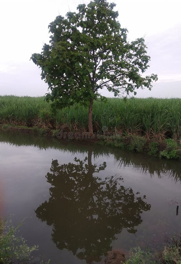 Beautiful Tree Reflection on Water of Saga Tree Stock Photo - Image of ...