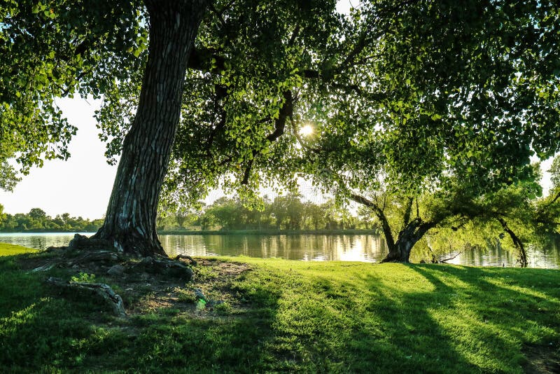 Beautiful Tree and the River Stock Image - Image of time, green: 82729553