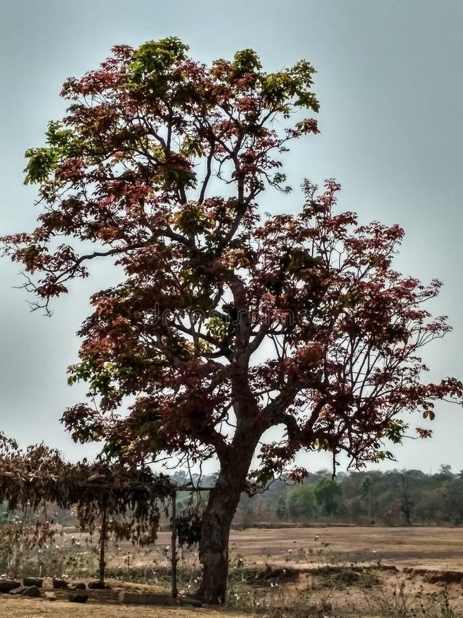 Beautiful Tree on Road Side Stock Photo - Image of plant, garden: 179401258