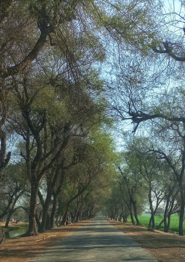 Beautiful Tree on the Roadside Stock Photo - Image of tree, sunlight ...