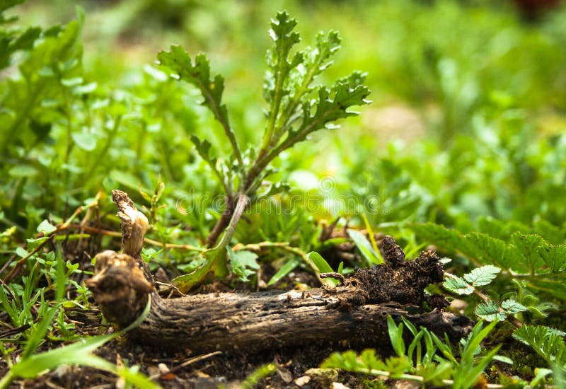Tree Branch on the Ground Surrounded by Vegetation, Leaves Stock Photo ...