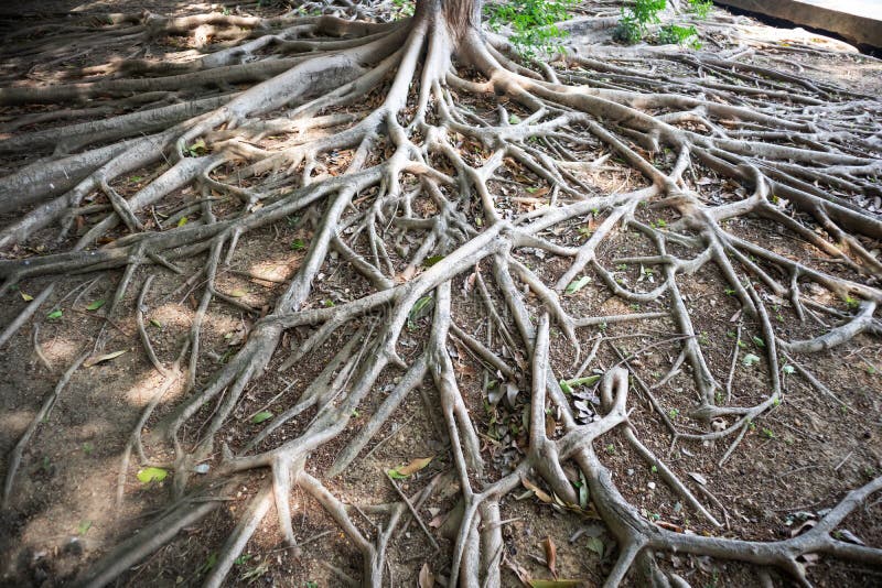 Branching Tree On A Mountain Slope In Early Spring, Mount Stolovi Stock ...
