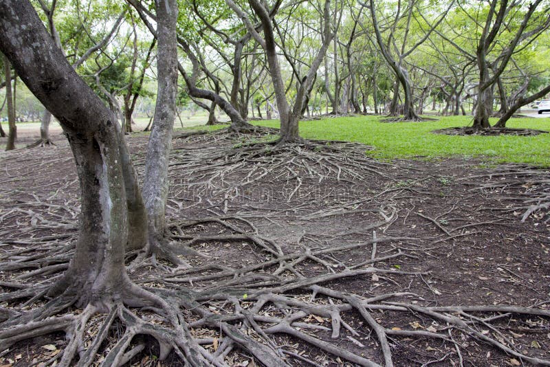 Beautiful tree root stock photo. Image of reticulation - 30521044