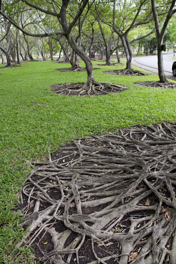 Beautiful Tree Root Spreading Stock Image - Image of portrait ...