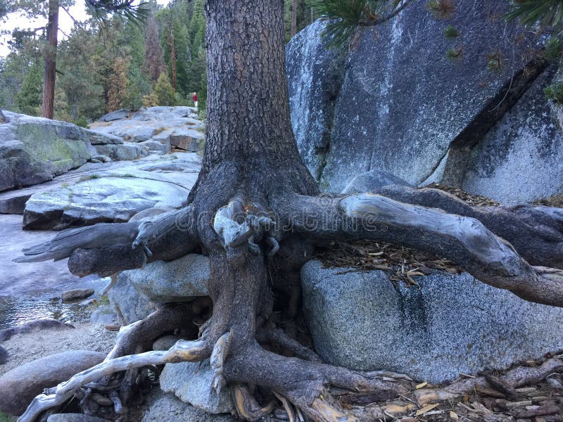 Beautiful tree roots stock image. Image of nice, remarkable - 154439325