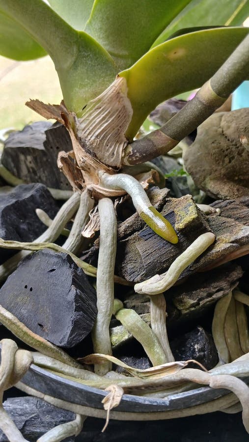 Beautiful tree roots stock image. Image of vegetable - 344421327