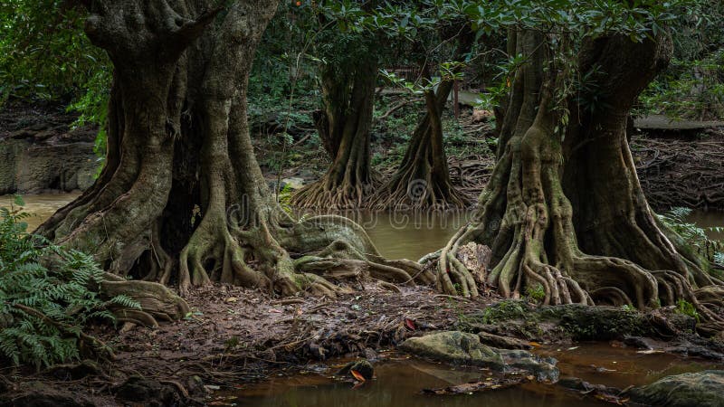 Beautiful Tree Roots in a Tropical Forest Stock Photo - Image of ...