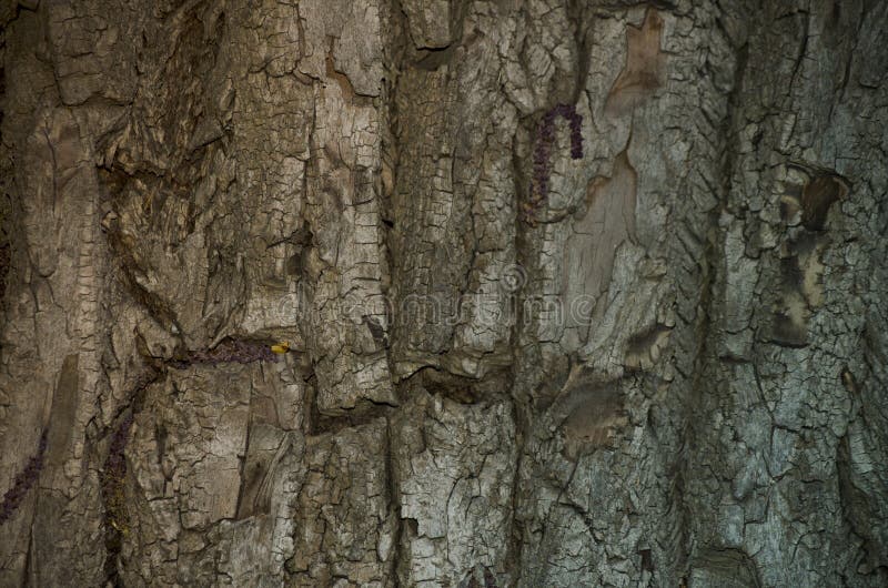 Beautiful tree`s bark stock photo. Image of material - 90619264
