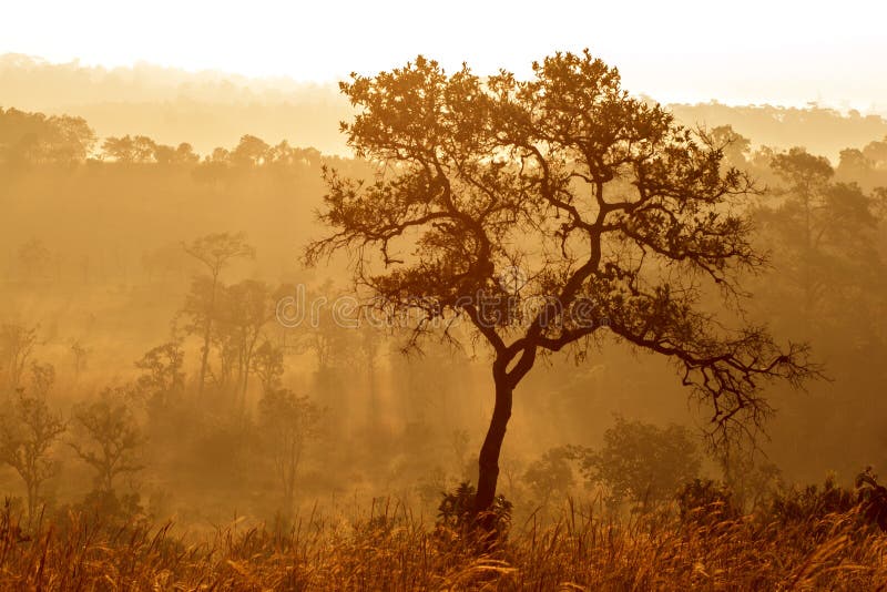 Beautiful tree scenery stock image. Image of live, field - 30813035