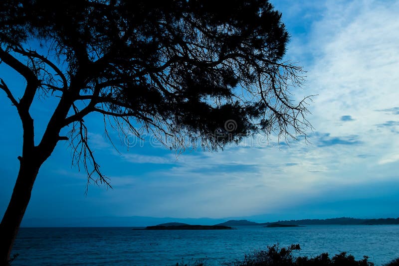 A Beautiful Tree by the Sea Silhouette in Nature Travel Stock Photo ...