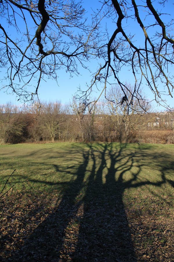 Beautiful tree with shadow stock image. Image of filed - 212508099